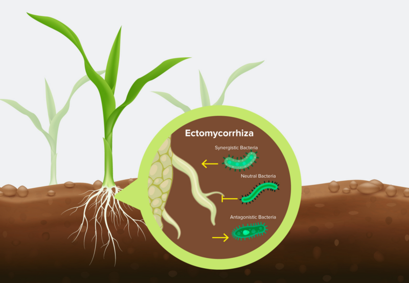 Antagonistic and Synergistic Nutrient Interactions in Soil | Verdesian