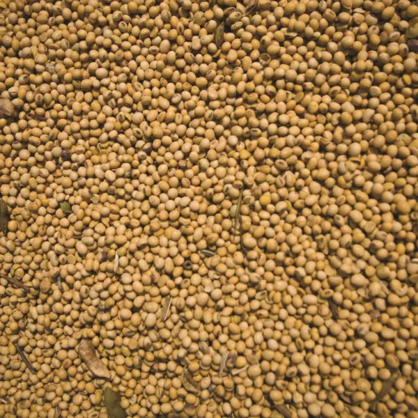 New Seed Treatment Technology Accelerates Nutrient Uptake to Give ...