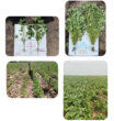Preside Ultra® - Soybean Inoculant | Verdesian Life Sciences