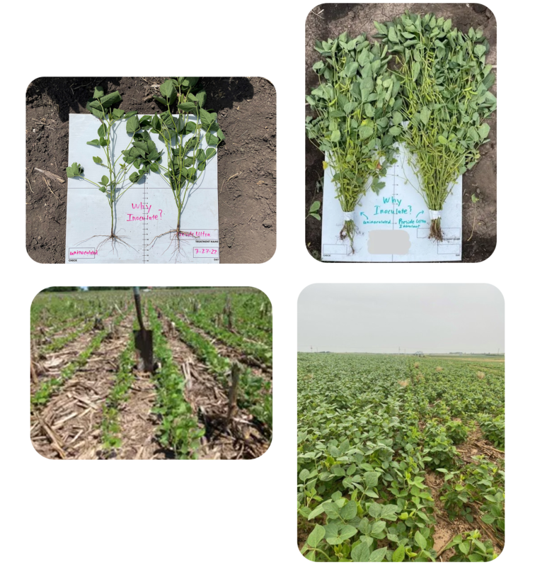 Preside Ultra® - Soybean Inoculant | Verdesian Life Sciences