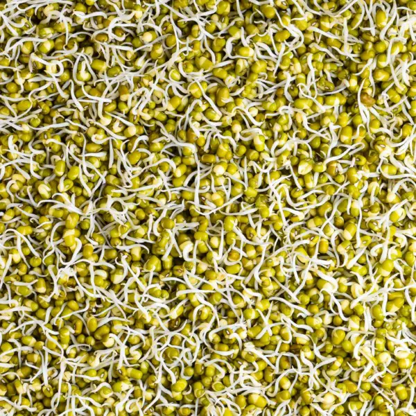 Pulse Crops - Growth & Nutrition | Verdesian Life Sciences
