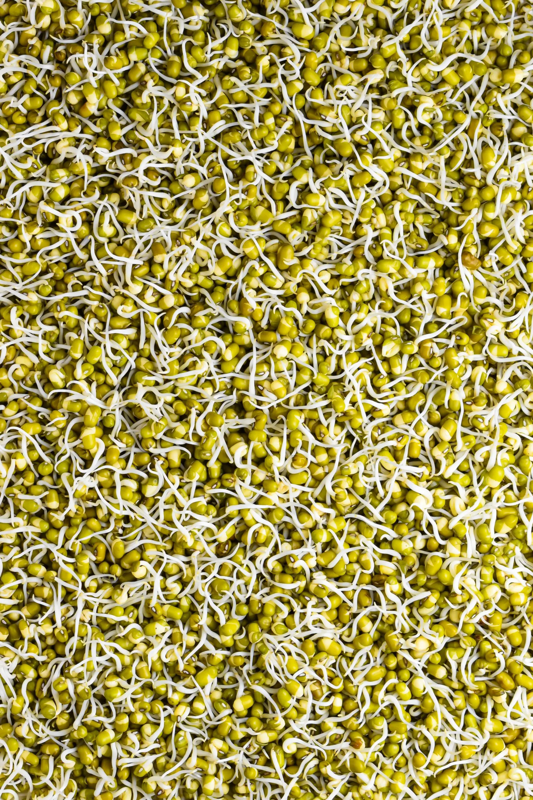 Pulse Crops - Growth & Nutrition | Verdesian Life Sciences