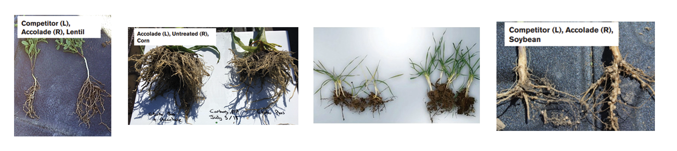 Accolade® - Biological Plant Growth Enhancer | Verdesian