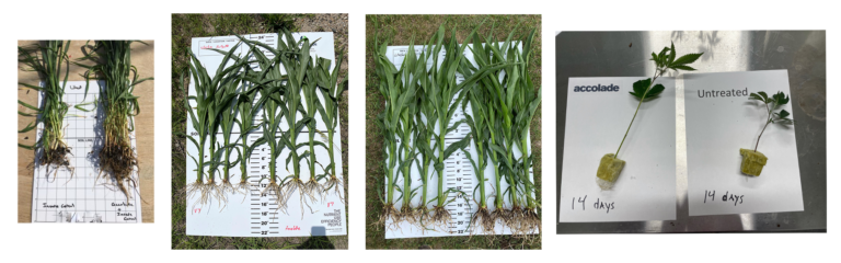 Accolade® - Biological Plant Growth Enhancer | Verdesian