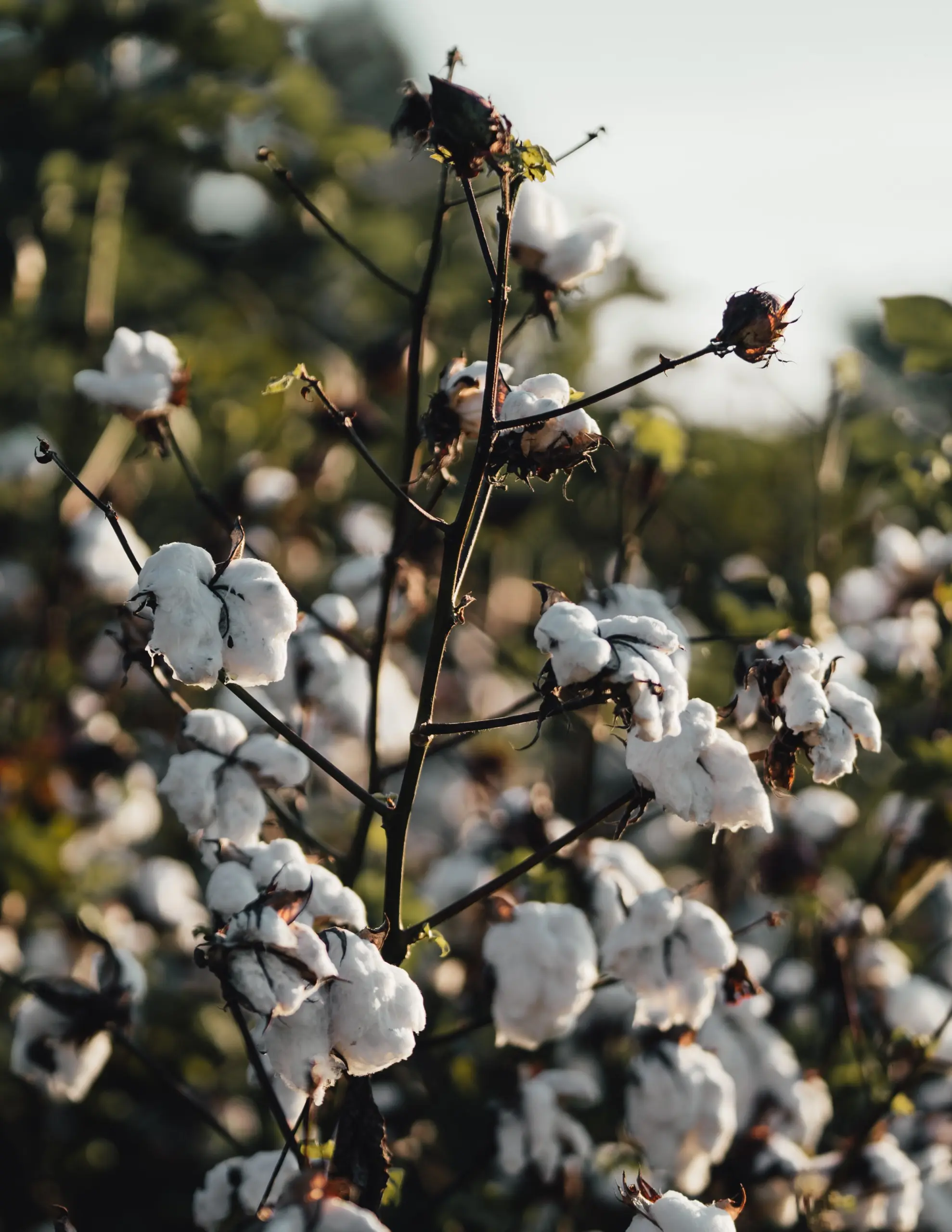 Cotton - Crops | Verdesian Life Sciences