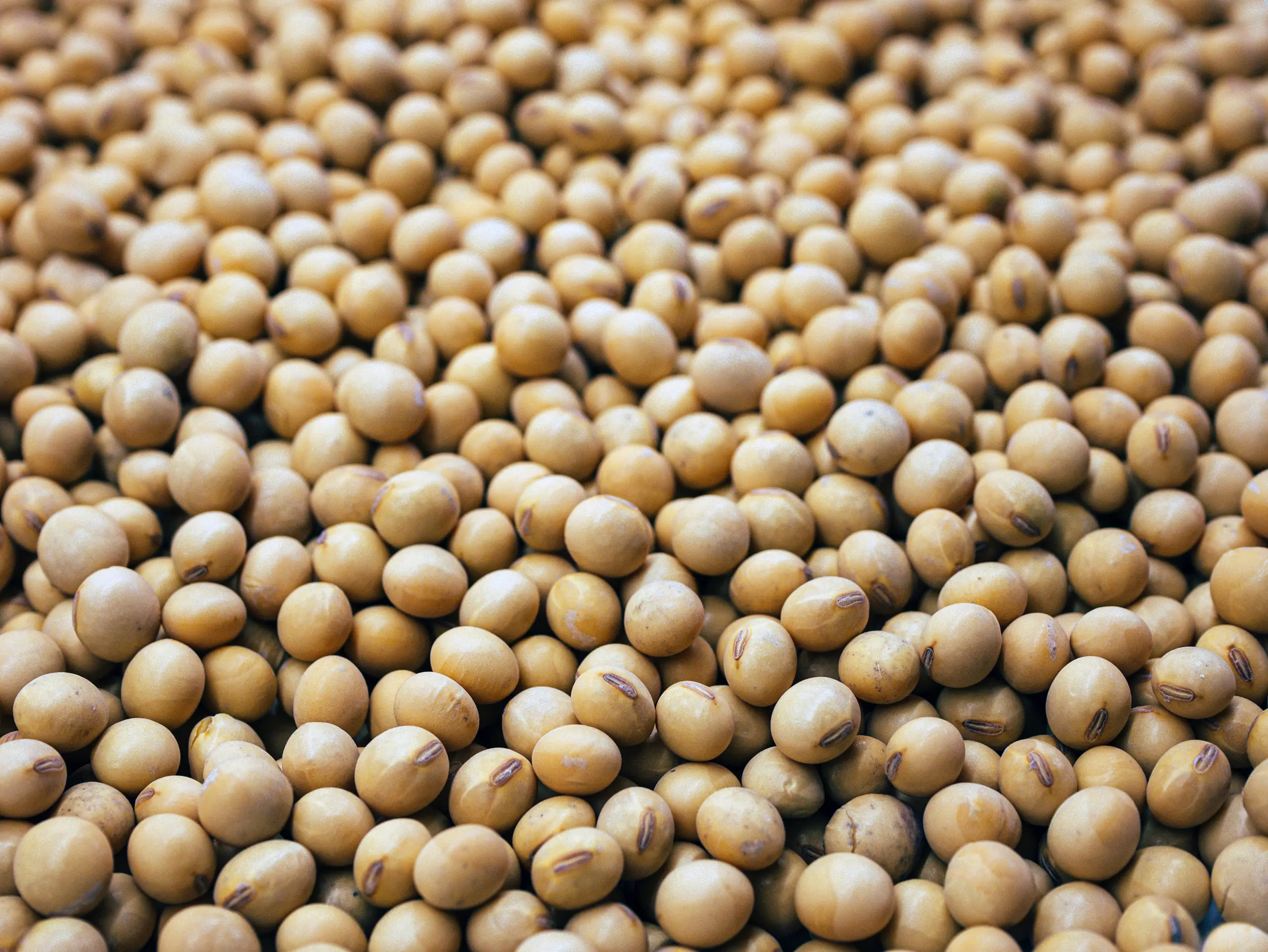 Soybean Products Tips For Success Verdesian Life Sciences