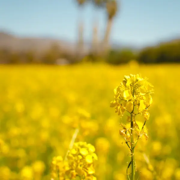 Canola - Crops | Verdesian Life Sciences