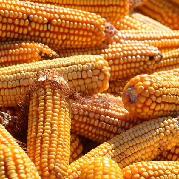 Corn - Crops | Verdesian Life Sciences
