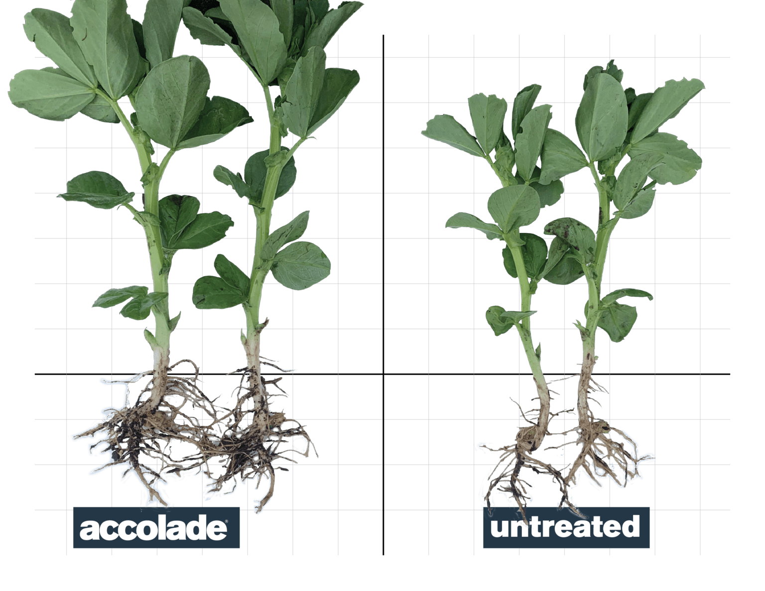 Seed Treatment: Types, Methods & Benefits | Verdesian