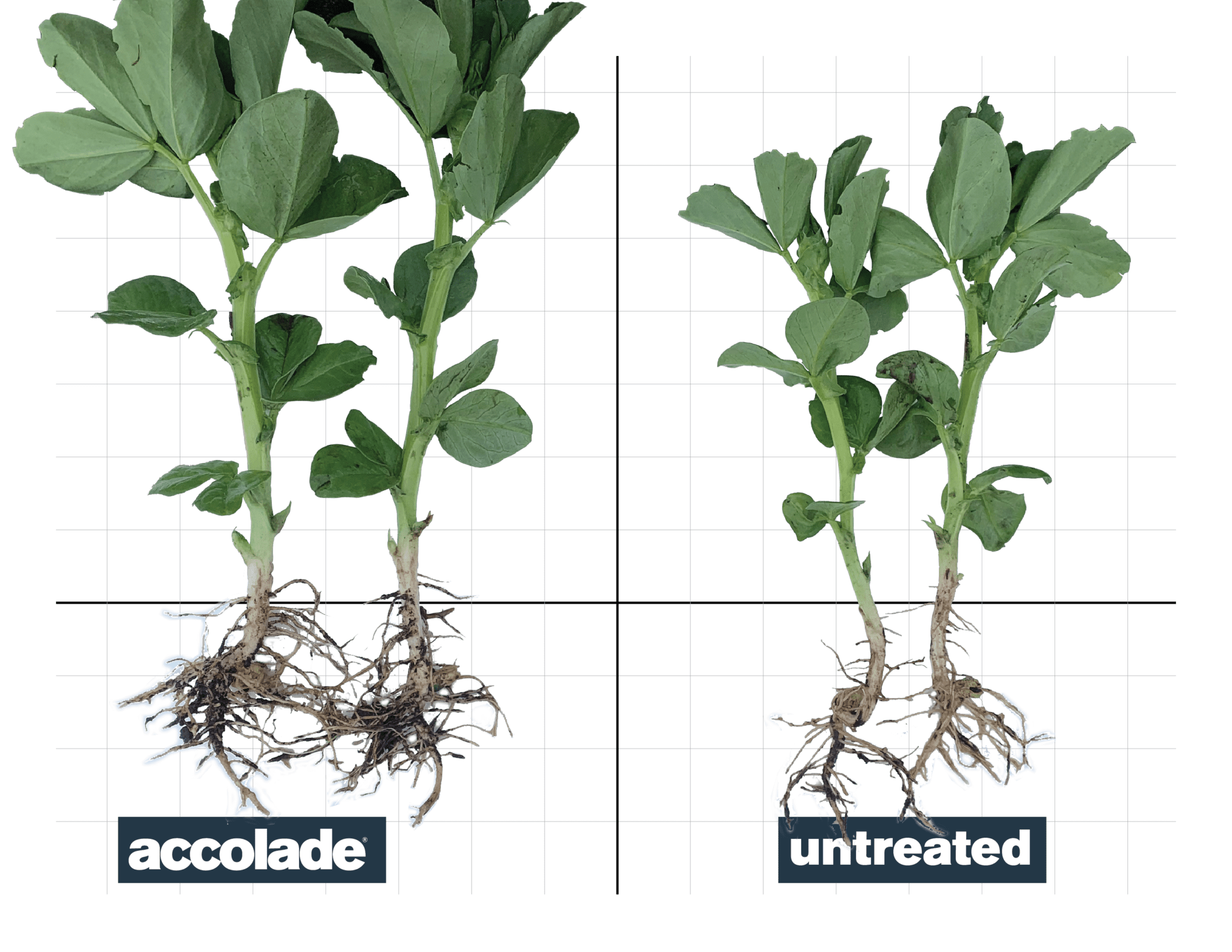 Seed Treatment: Types, Methods & Benefits | Verdesian