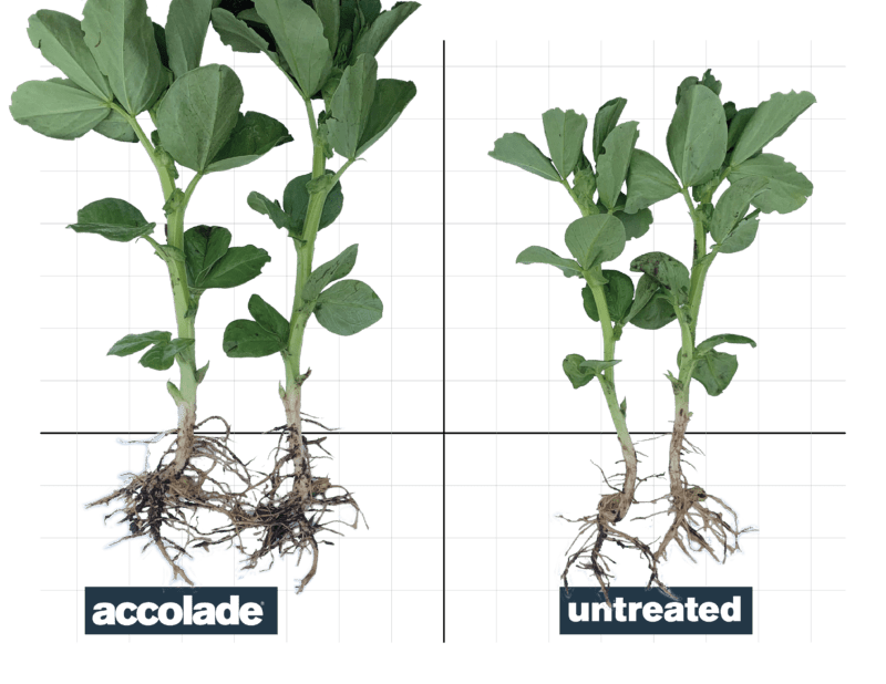 Seed Treatment: Types, Methods & Benefits | Verdesian