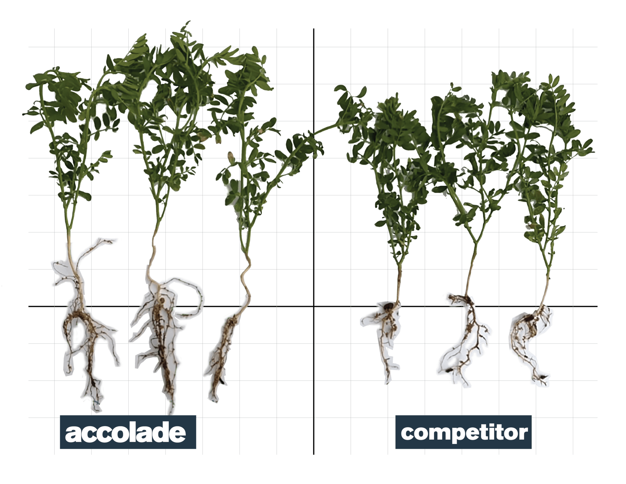 Seed Treatment: Types, Methods & Benefits | Verdesian