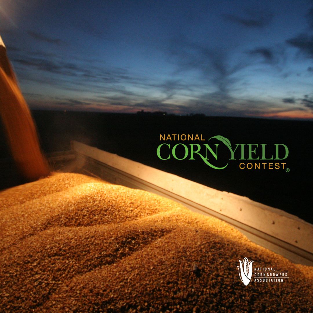 Be part of corn’s history-making! Your contribution matters - Verdesian ...
