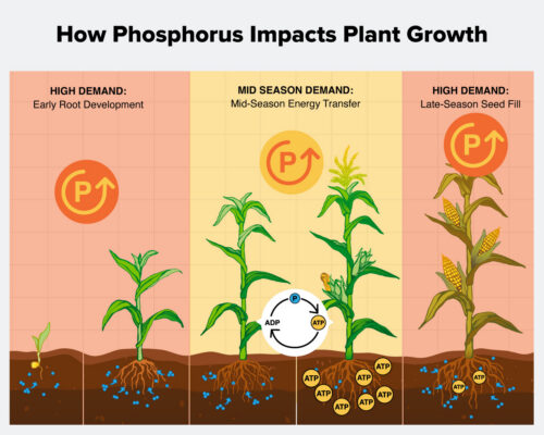 What Does Phosphorus Do for Plants? | Role in Growth & Health
